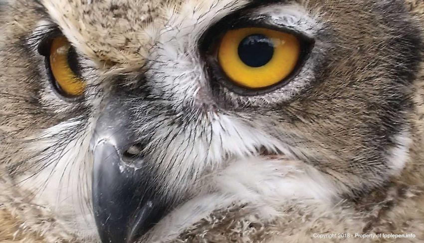 The Devon Bird of Prey Centre - Ipplepen Village Ipplepen village ...