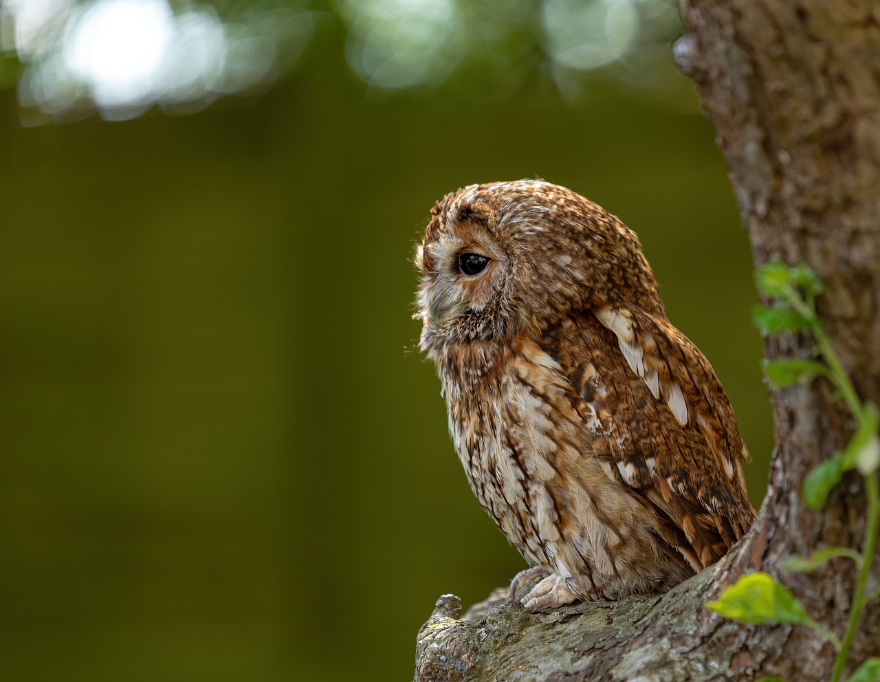 Stephen Powles- Tawny Owls Talk - Ipplepen Village Ipplepen village ...