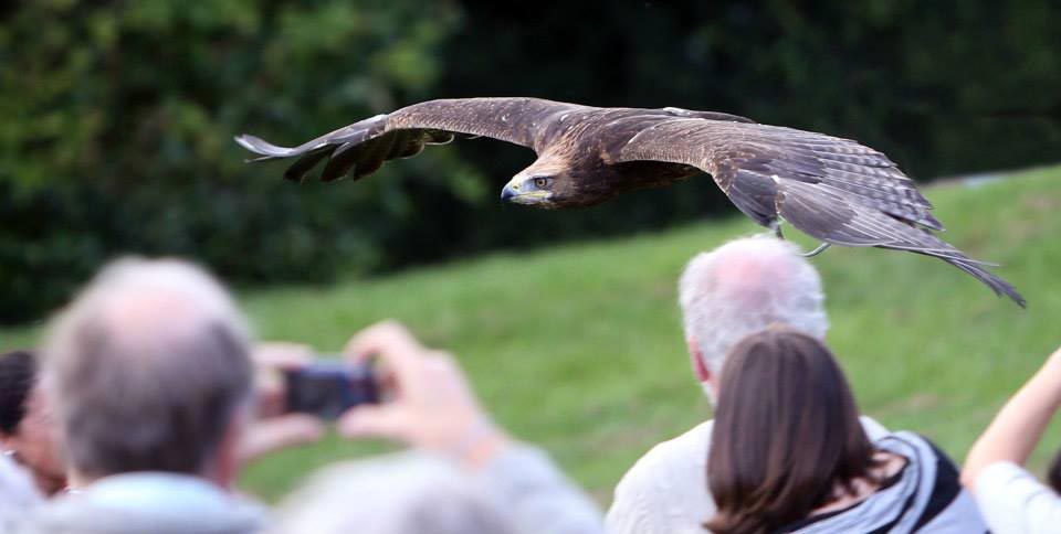 Devon Bird of Prey Centre - Ipplepen Village Ipplepen village community ...